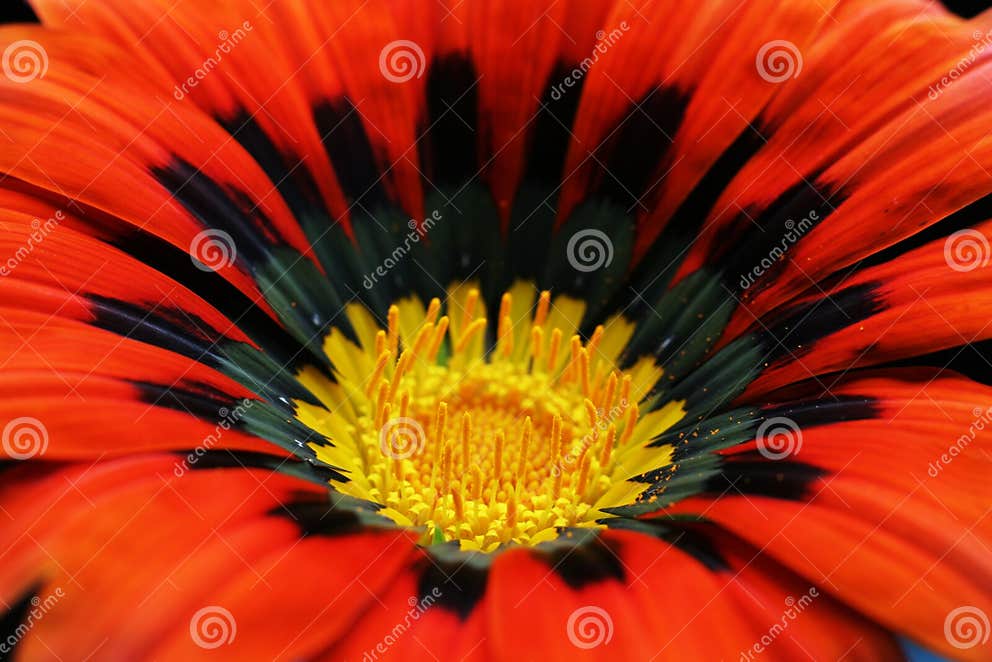 Red flower closeup stock photo. Image of petal, growth - 1313020