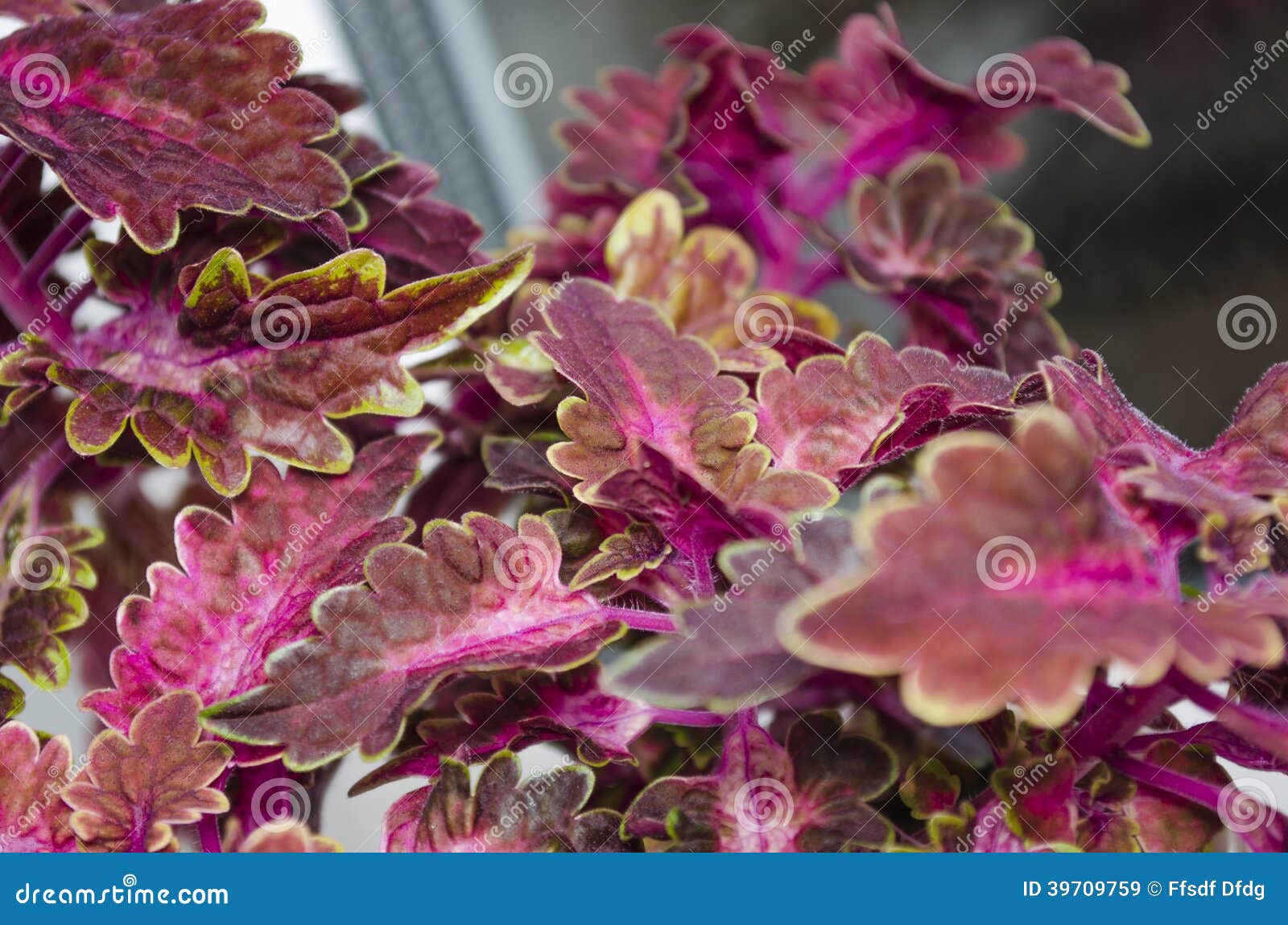 Red flower Coleus stock image. Image of leaves, flowers - 39709759