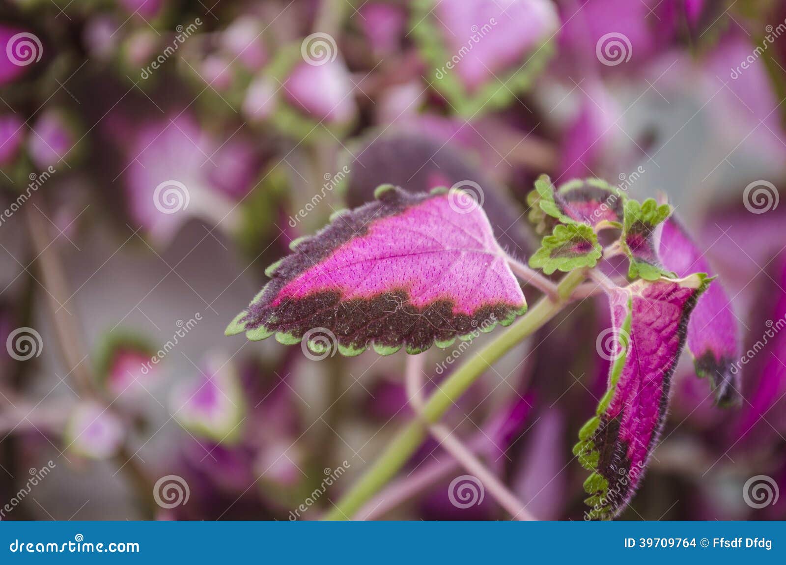 Red flower Coleus stock photo. Image of wildflower, flower - 39709764