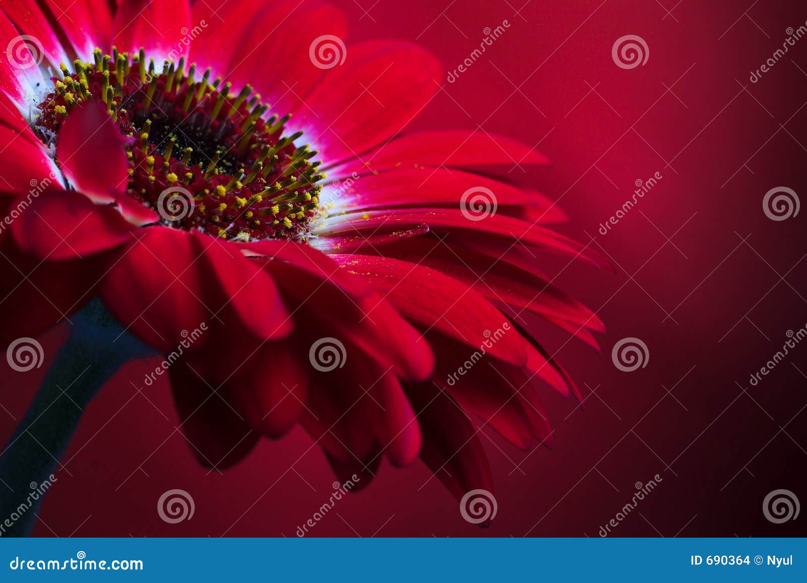 Red Flower Composition 4. stock photo. Image of gift, nature - 690364