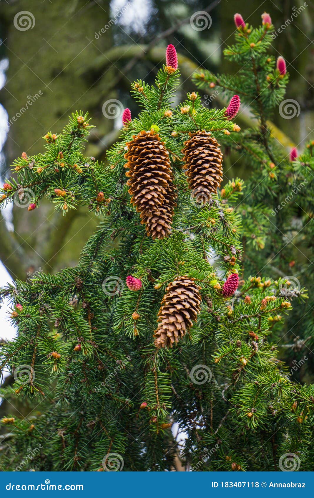 Red Flower Cones in the Middle of Needles on Fir Branches Stock Photo ...