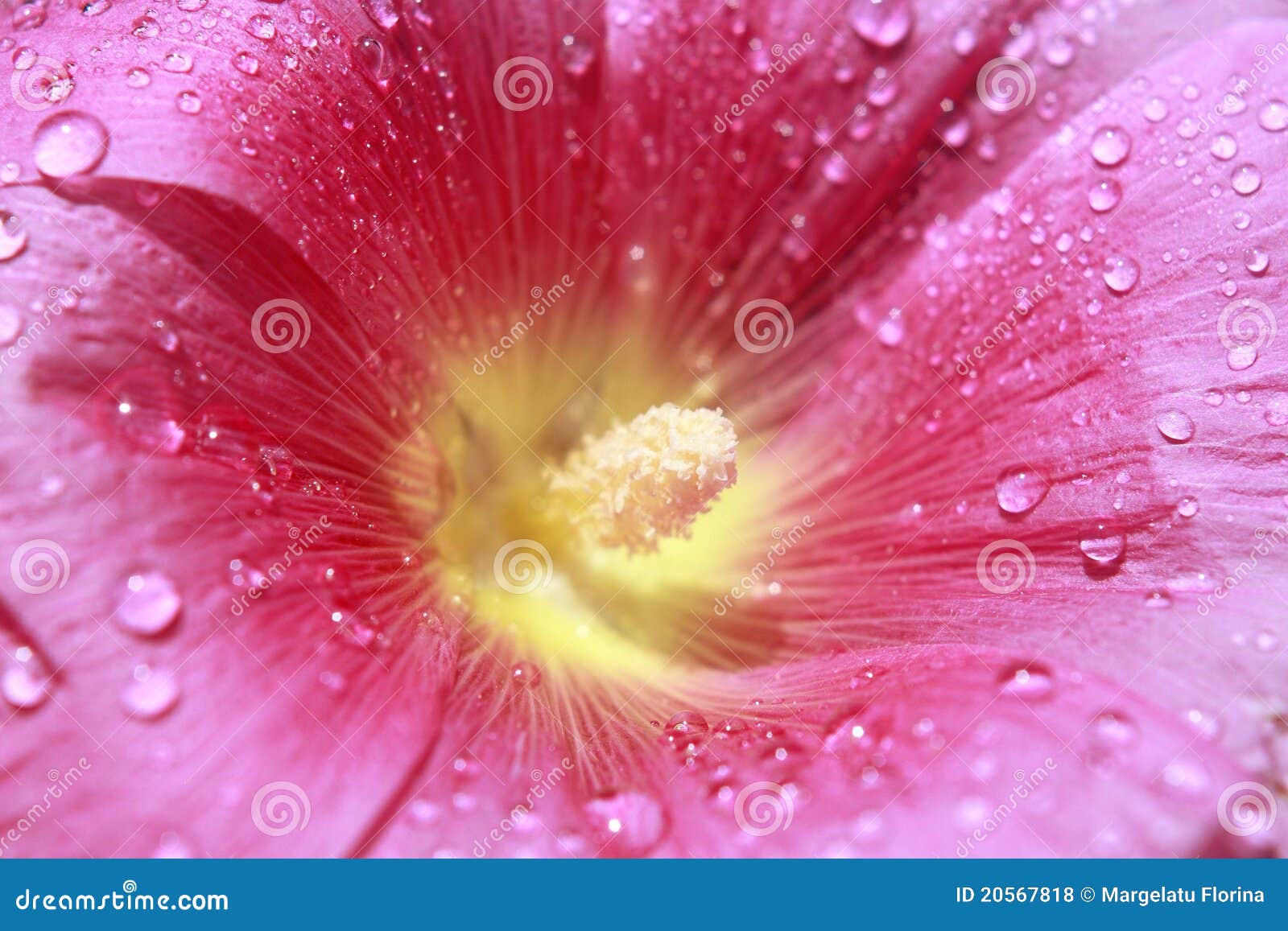 5,395 Beautiful Flower Core Stock Photos - Free & Royalty-Free Stock ...