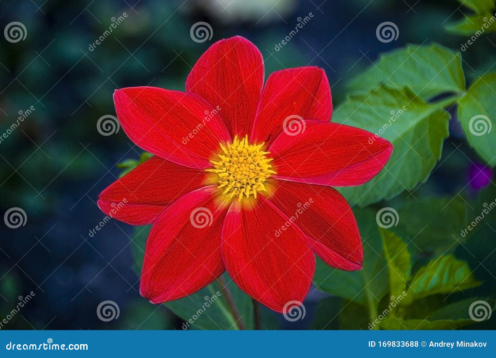Red Flower Dahlia Mignon Macro Stock Photo - Image of beauty, blossom ...
