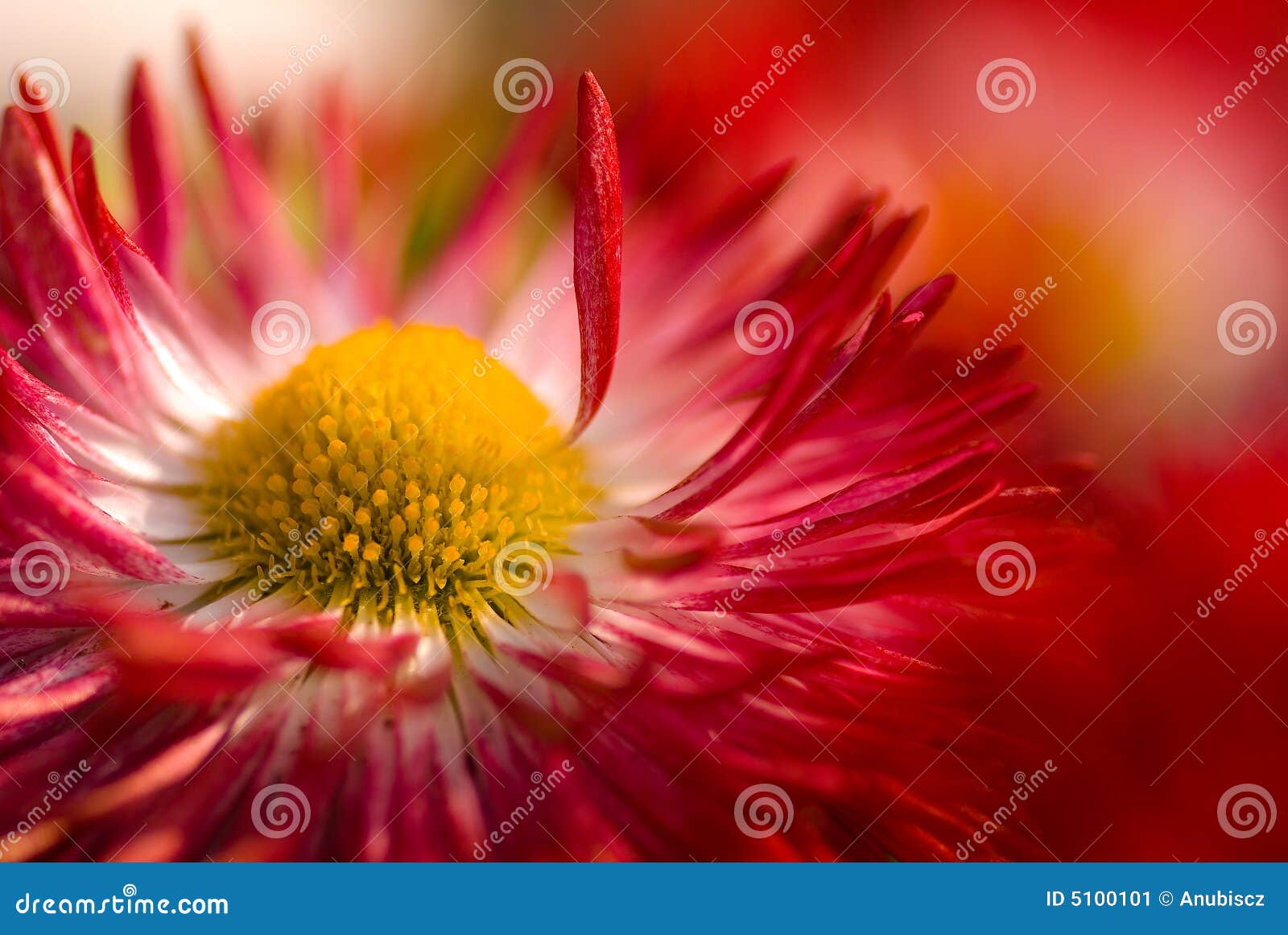 Red flower - daisy stock image. Image of background, caress - 5100101