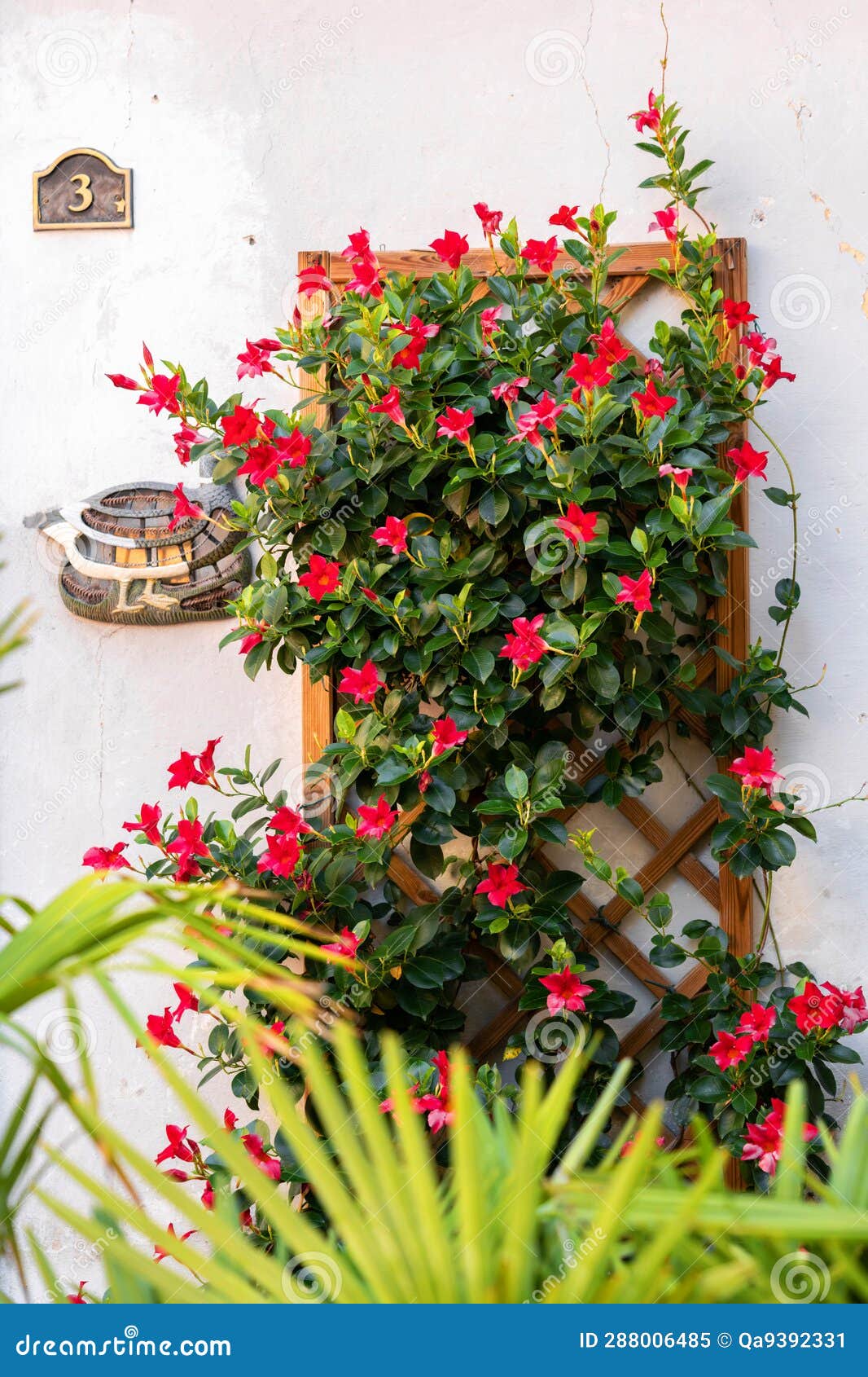 Red Flower Dipladenia in the Garden. Dipladenia Mandevilla Red Flower ...