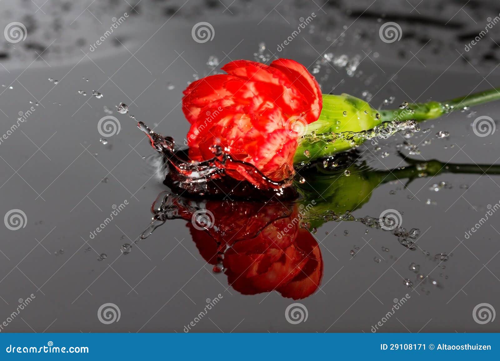 Red flower fall in water stock image. Image of plant - 29108171