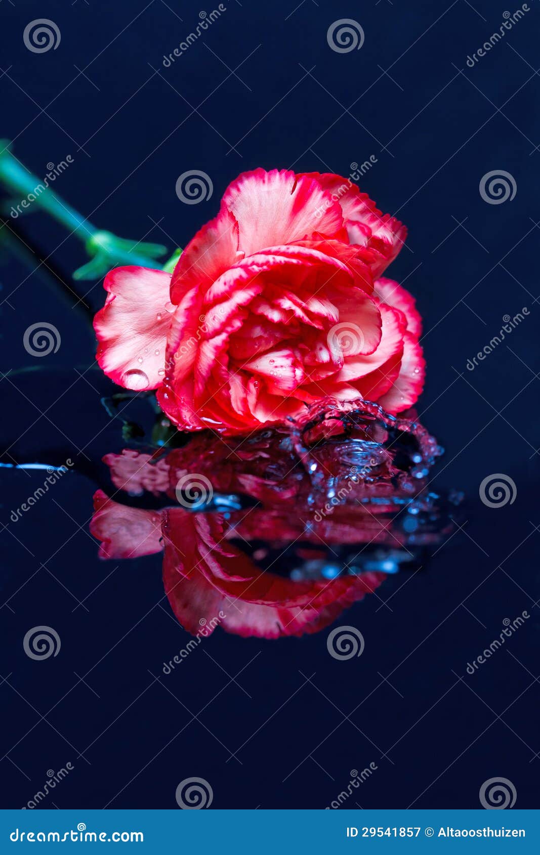 Red flower fall in water stock image. Image of closeup - 29541857