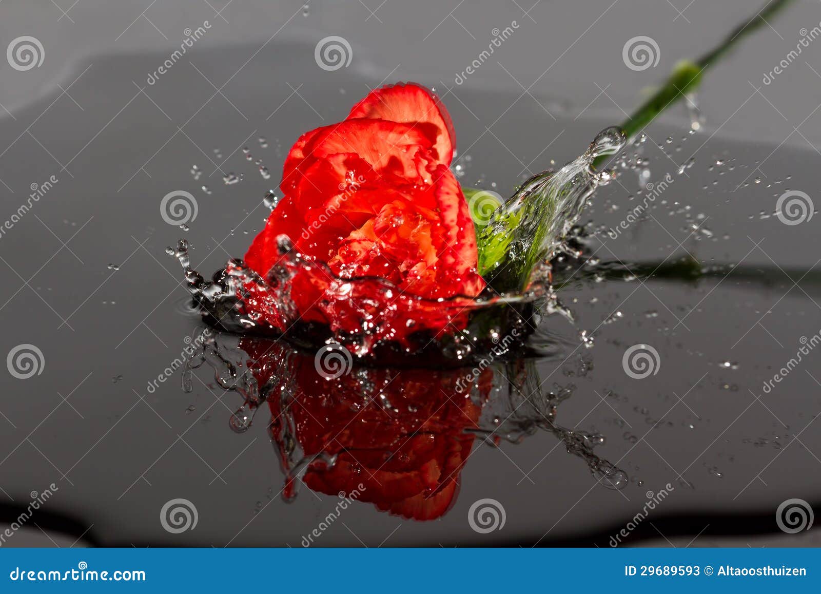 Red flower fall in water stock image. Image of clean - 29689593