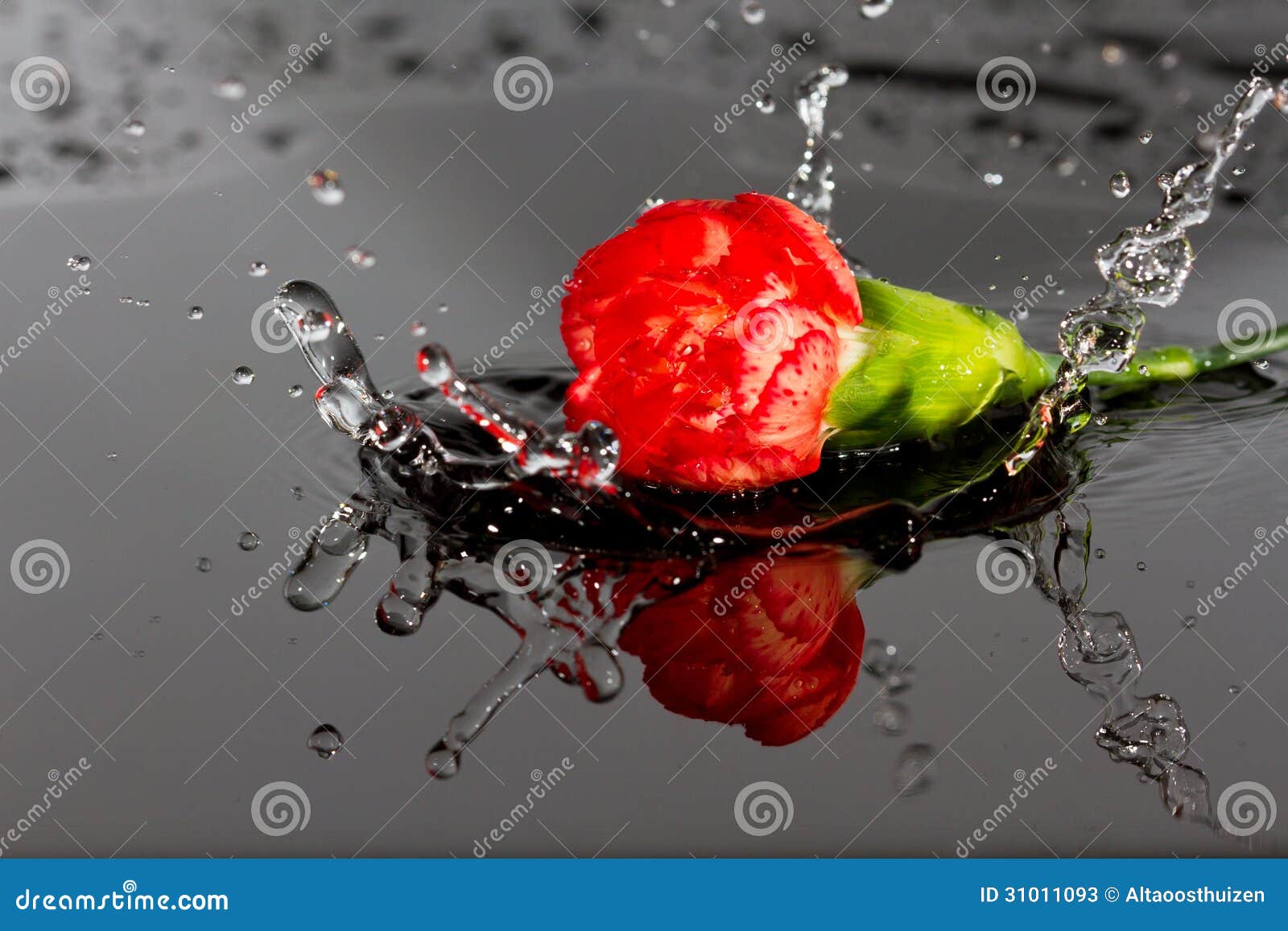 Red flower fall in water stock image. Image of blossom - 31011093