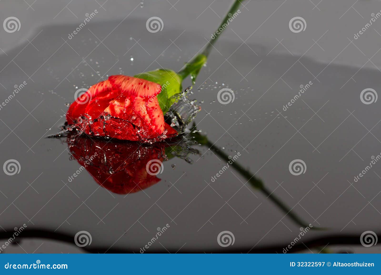 Red flower fall in water stock image. Image of plash - 32322597
