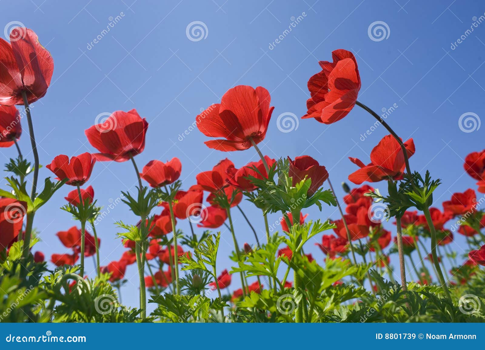 Red flower field stock image. Image of environment, outdoors - 8801739