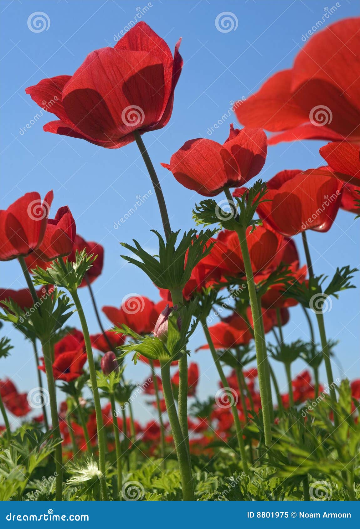 Red flower field stock image. Image of green, growth, idyllic - 8801975