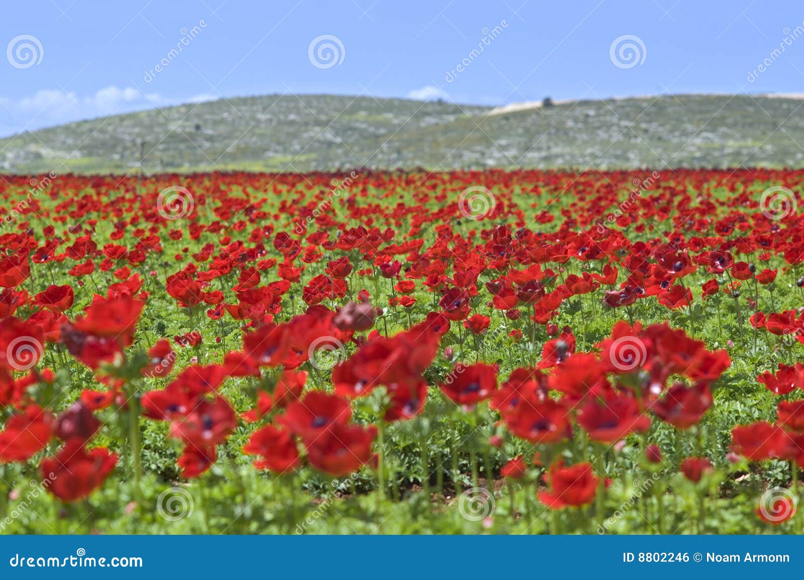 Red flower field stock photo. Image of coronaria, meadow - 8802246