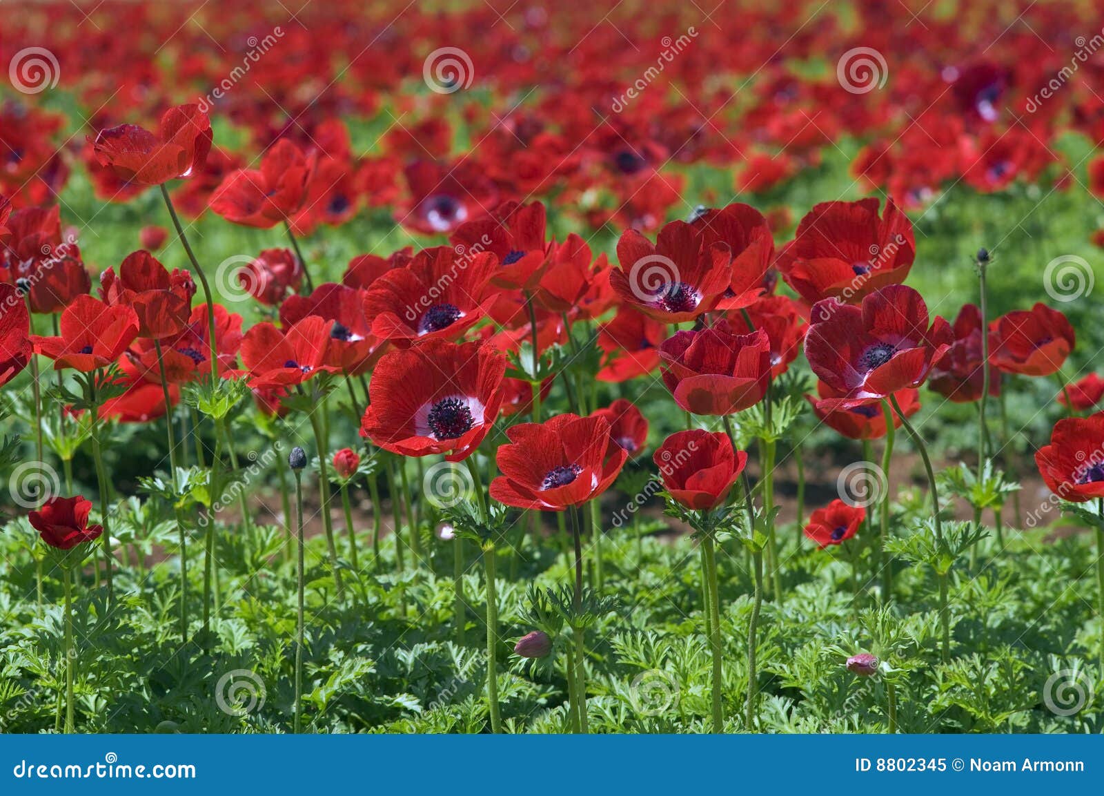 Red flower field stock image. Image of farm, bloom, blue - 8802345