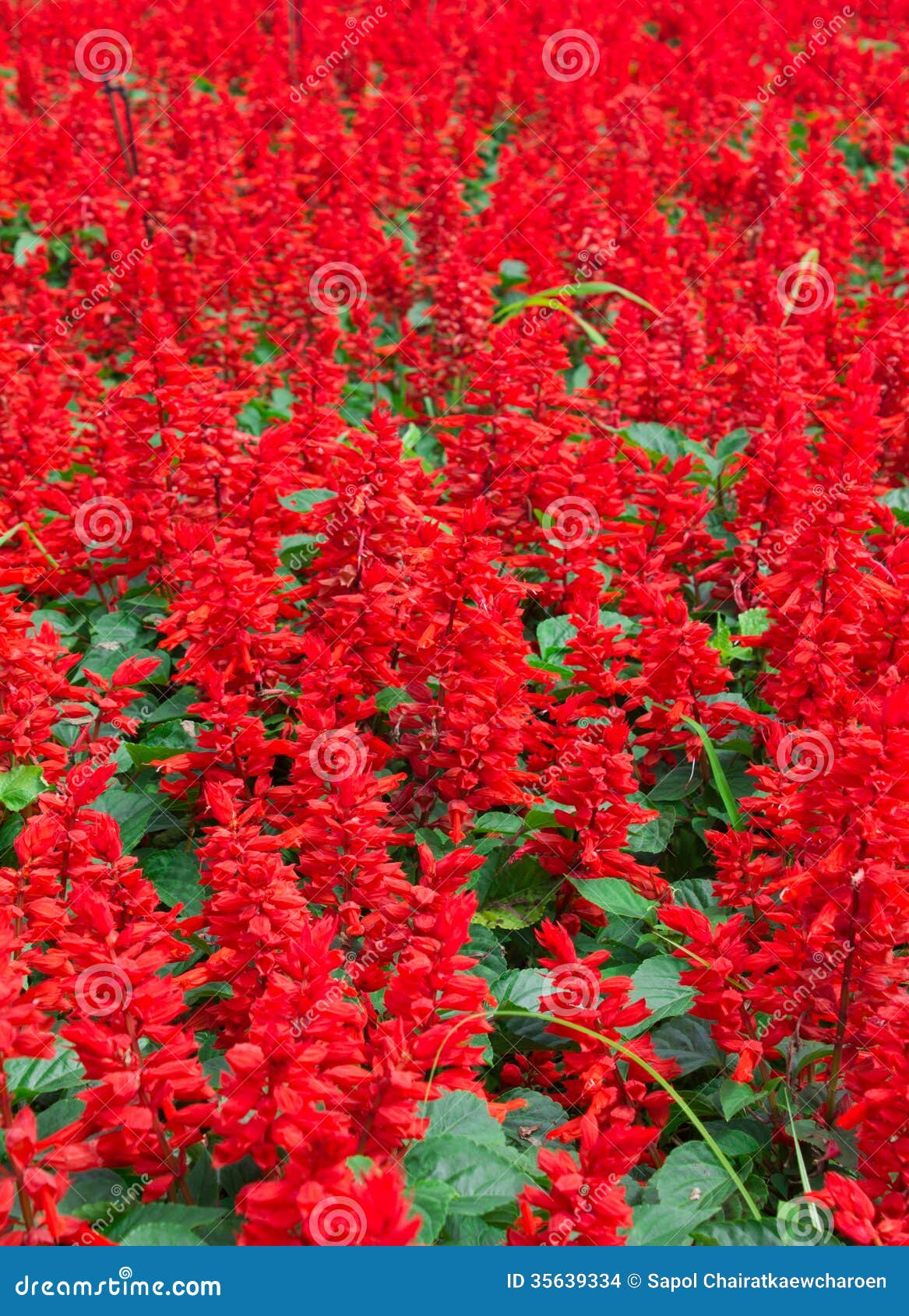 Red flower field stock photo. Image of bright, country - 35639334