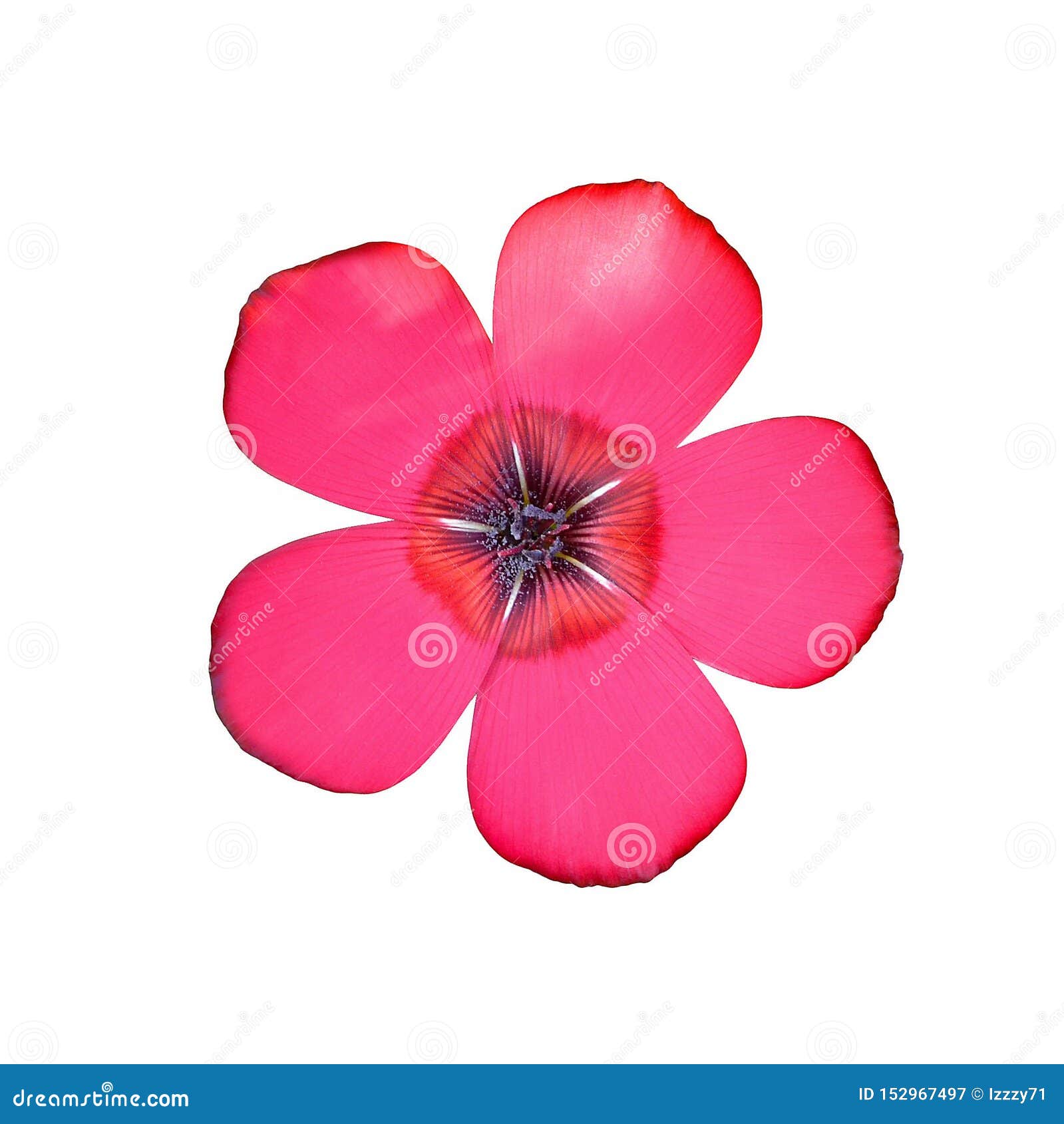 Red Flower with Five Petals Isolated on White Stock Image - Image of ...
