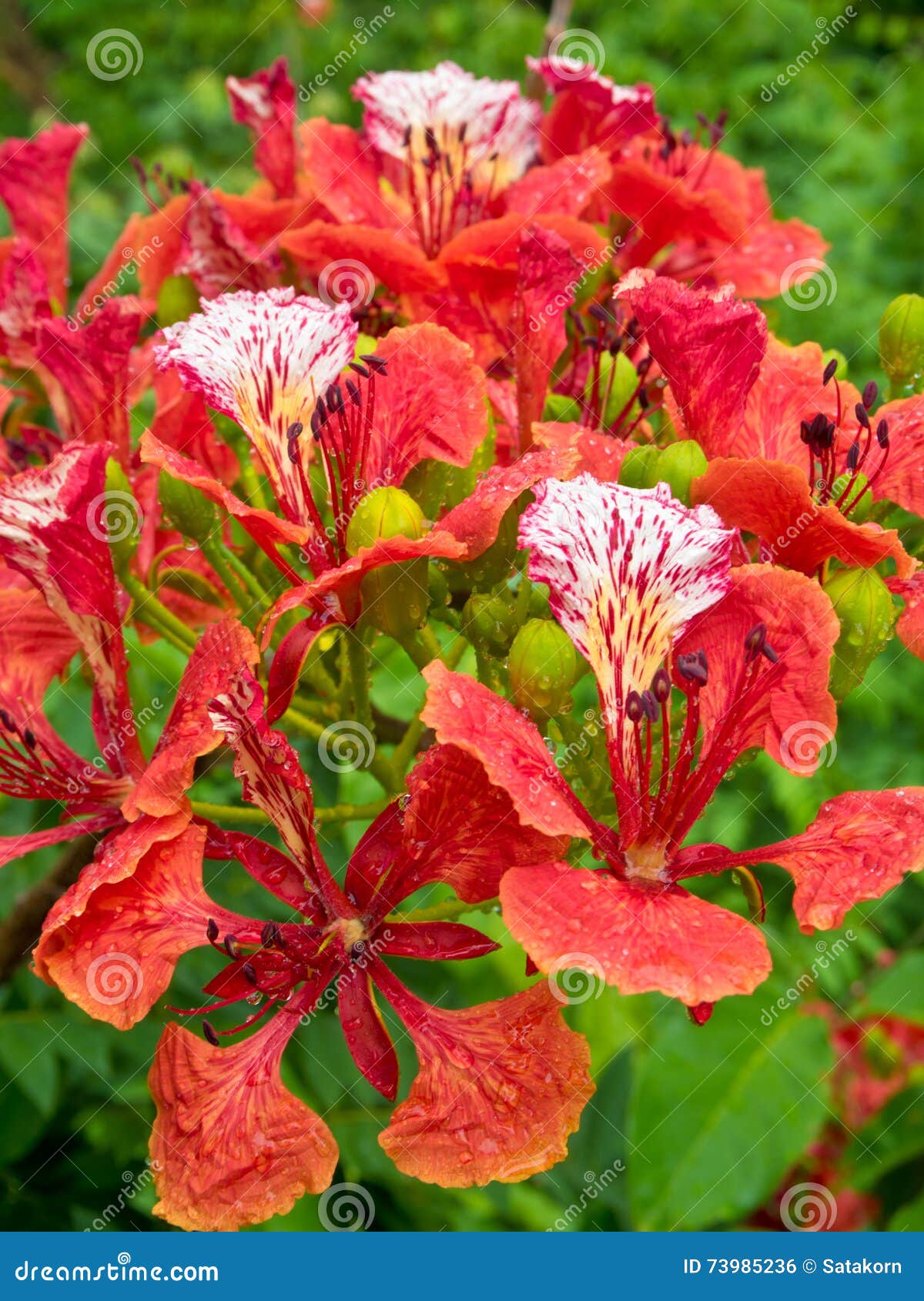 Red flower of Flame Tree stock photo. Image of bloom - 73985236