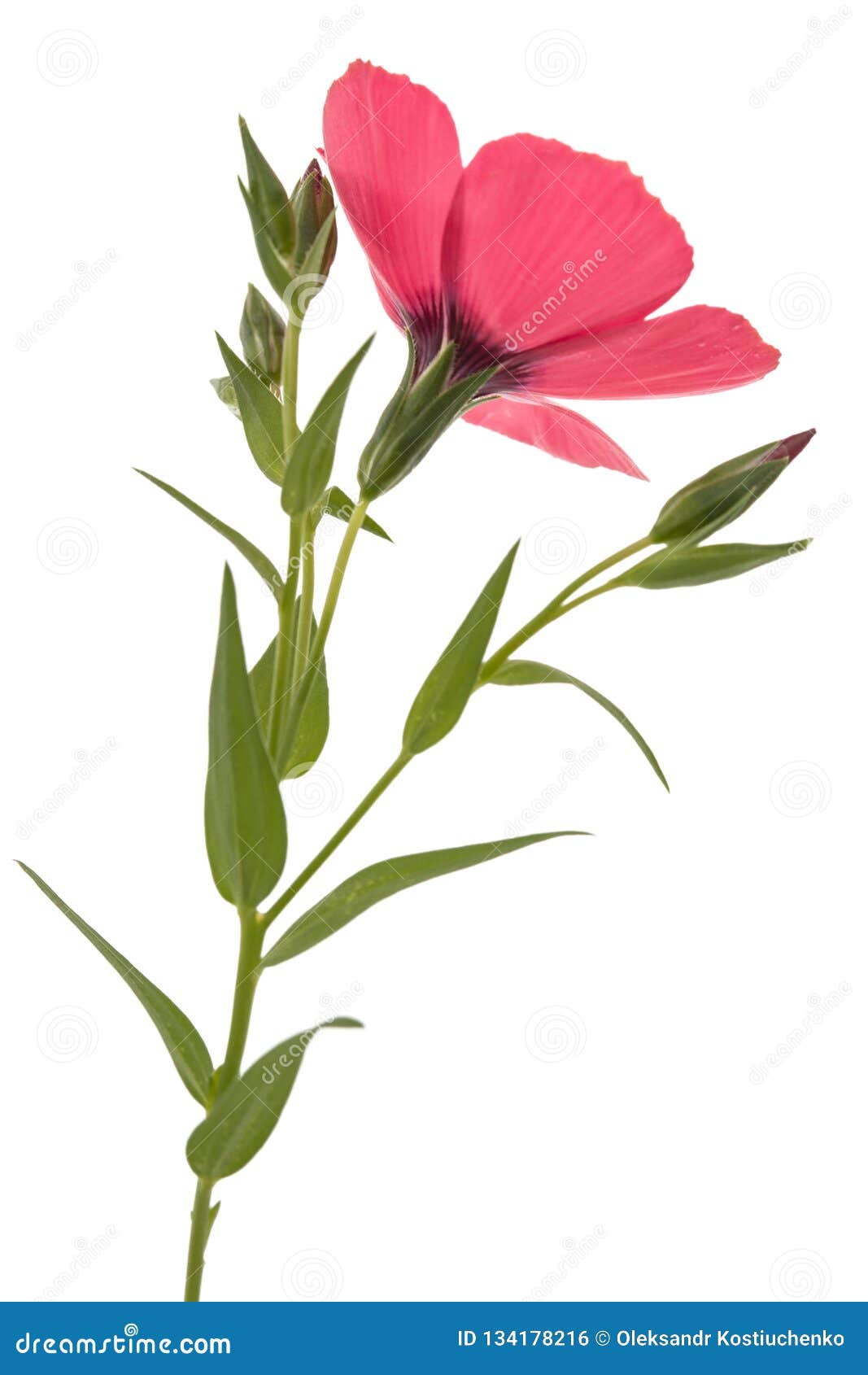 Red Flower of Flax, Isolated on White Background Stock Photo - Image of ...