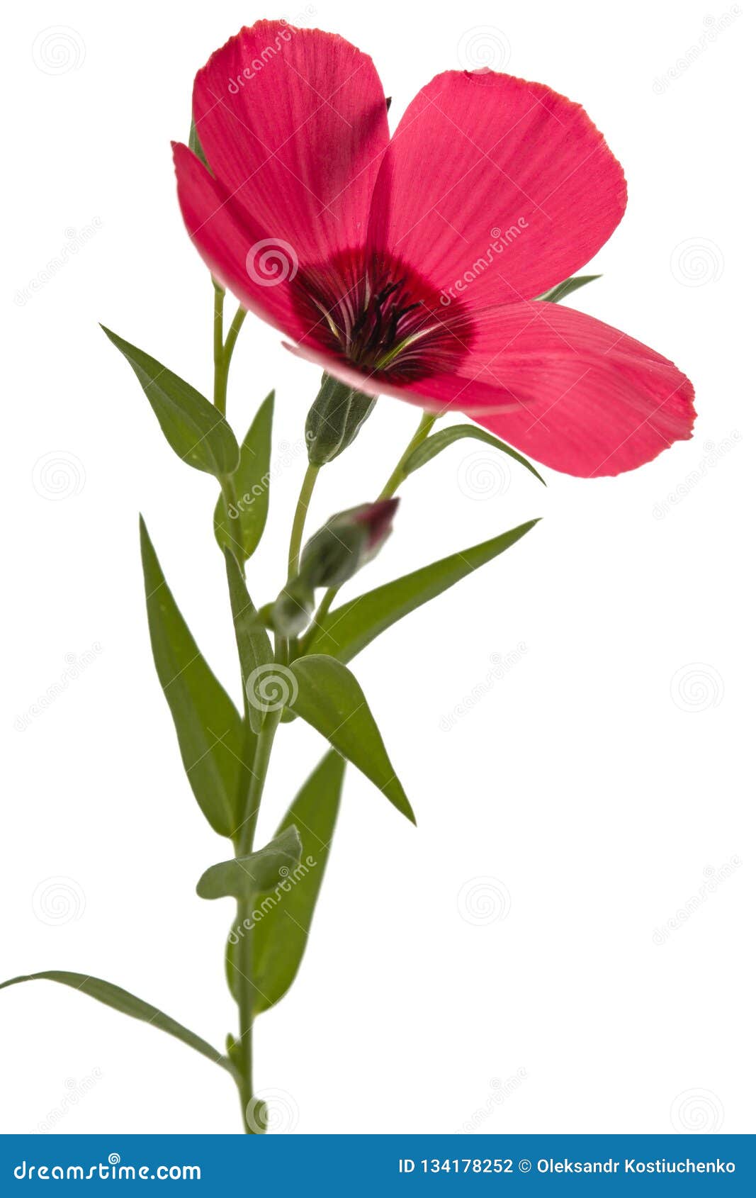 Red Flower of Flax, Isolated on White Background Stock Photo - Image of ...