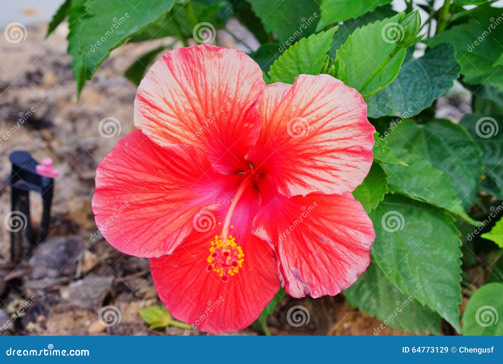 Red flower in florida stock image. Image of floral, hibiscus - 64773129