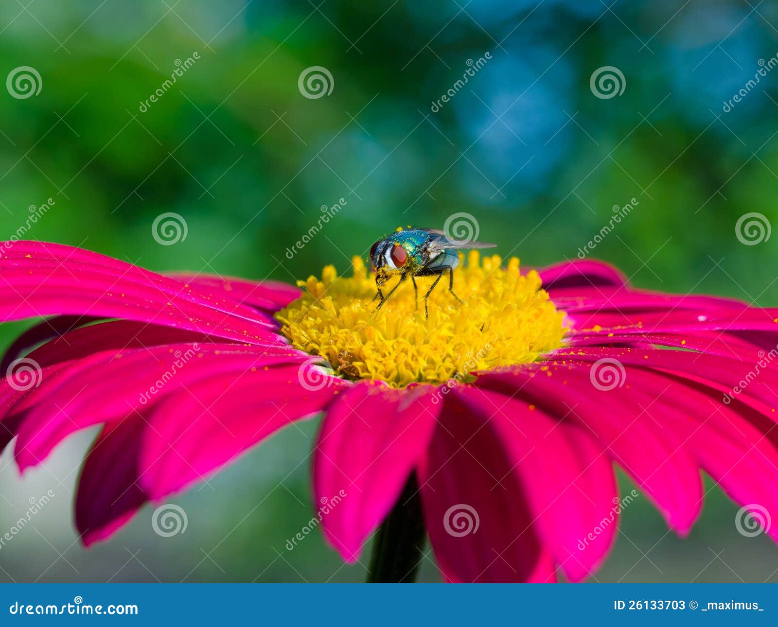 Red flower and fly stock image. Image of petal, horizontal - 26133703