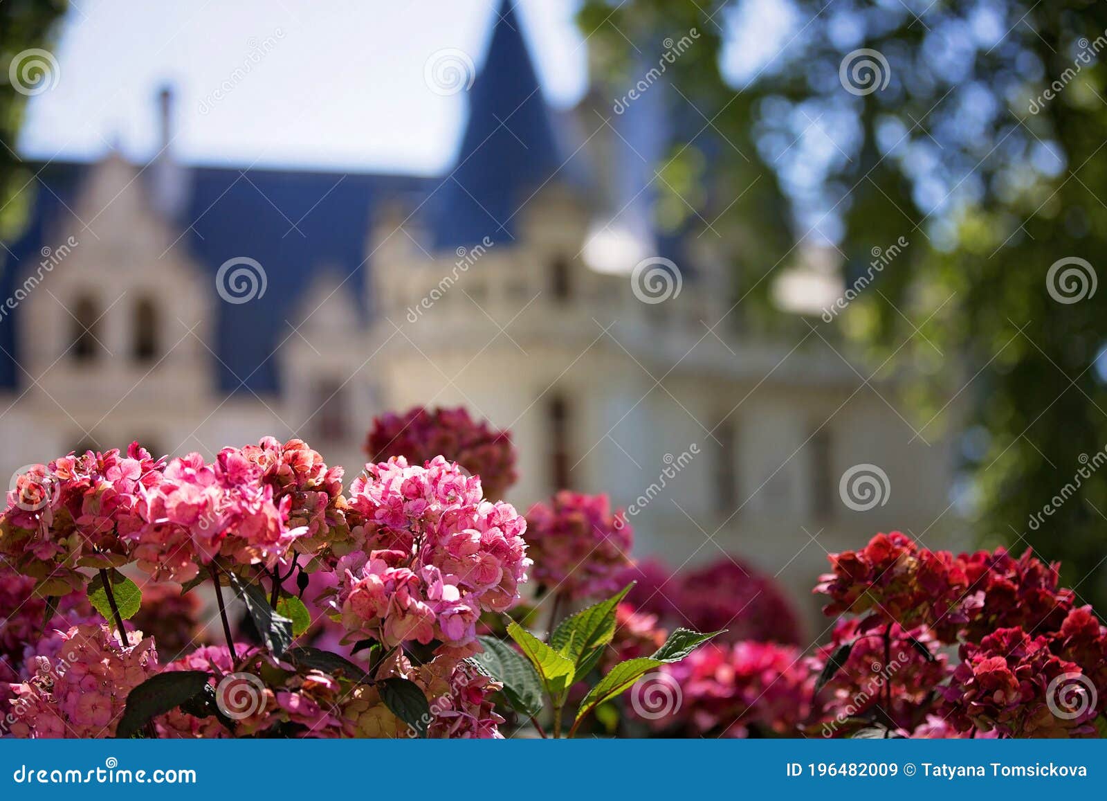 Red Flower in the Foreground in a Beautiful Garden Stock Image - Image ...