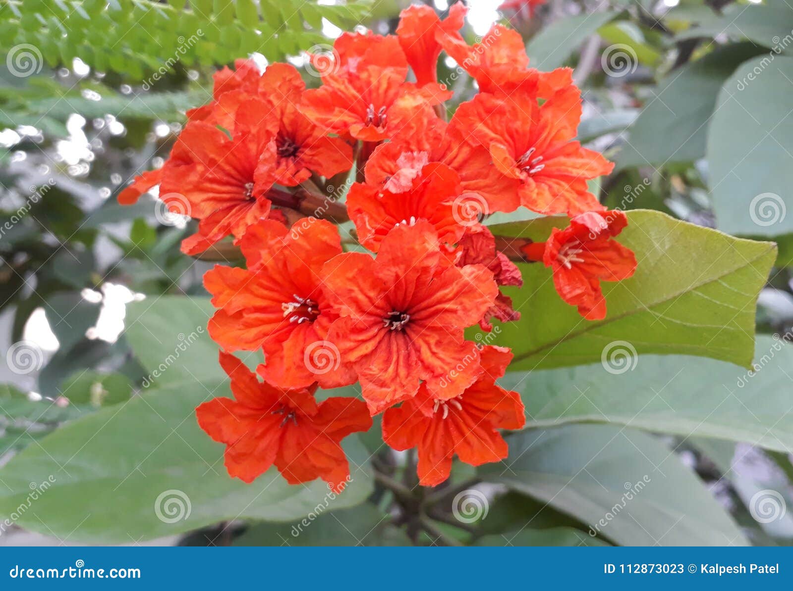 Red flower in forest stock image. Image of love, blur - 112873023