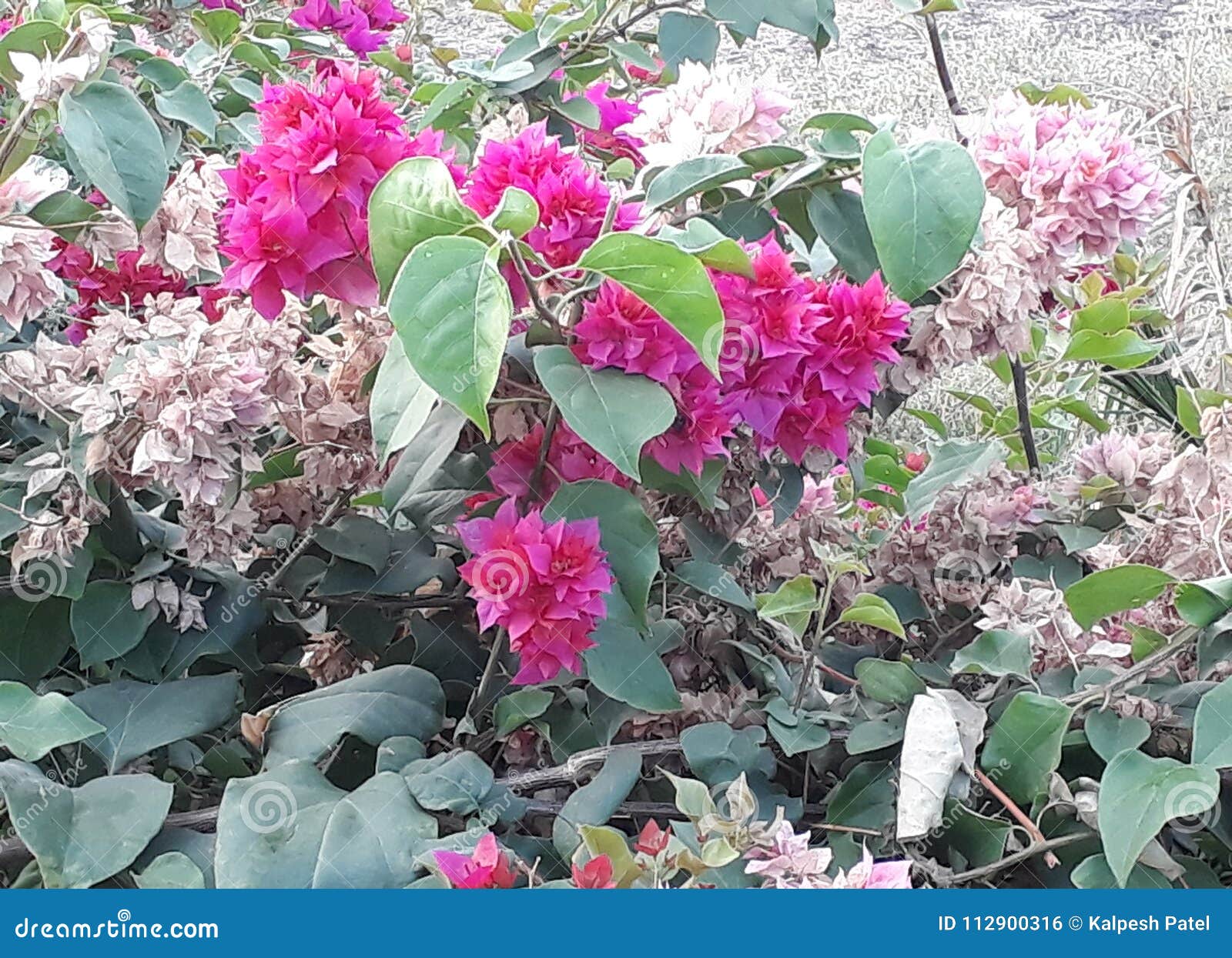 Red flower in forest stock photo. Image of lake, pink - 112900316