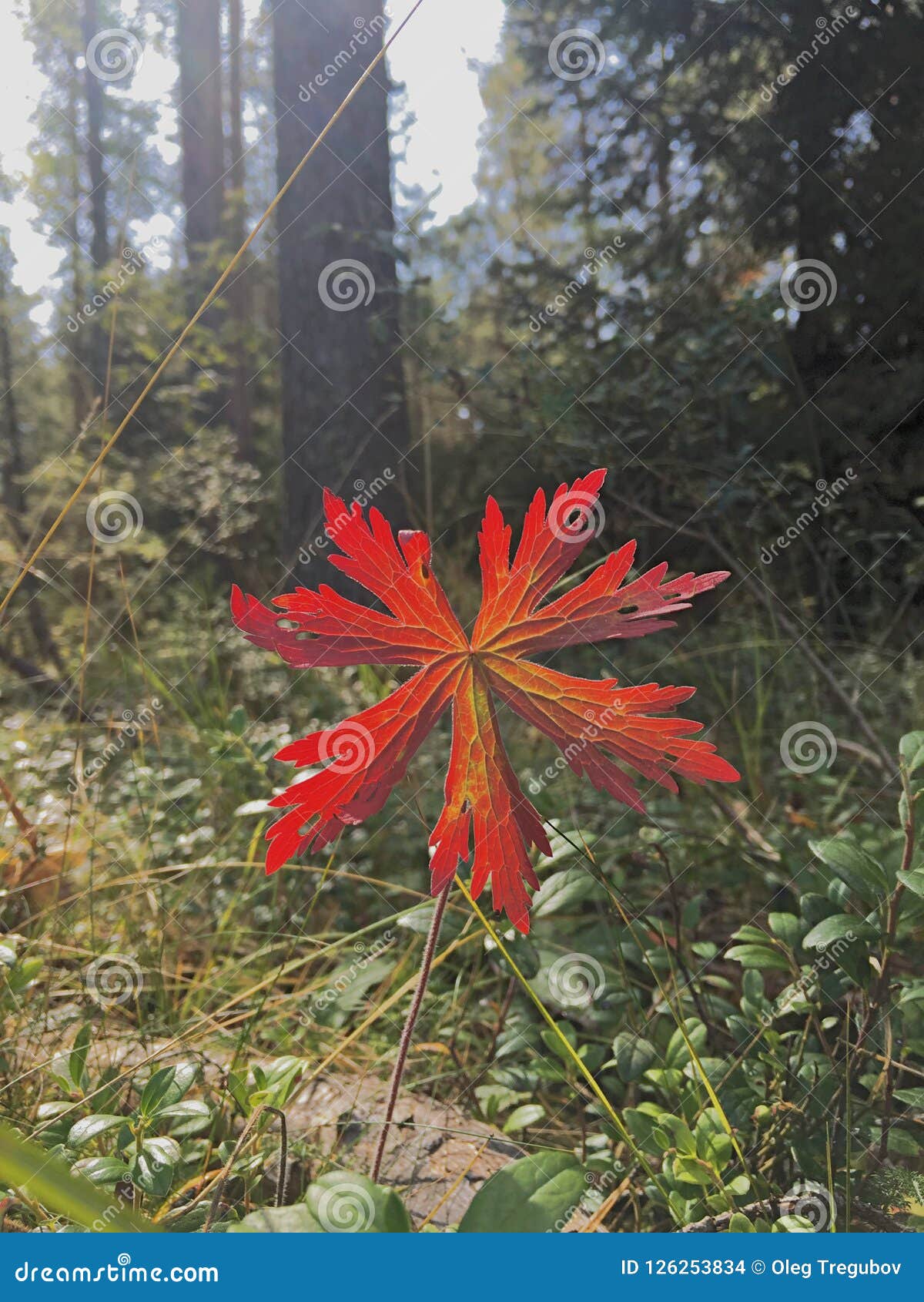 Red flower in the forest stock photo. Image of autumn - 126253834