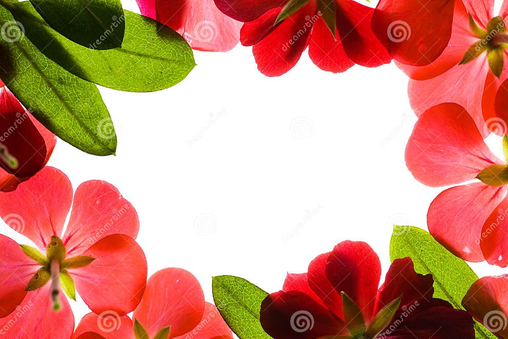 Red Flower Frame stock photo. Image of macro, bloom, botany - 2127560