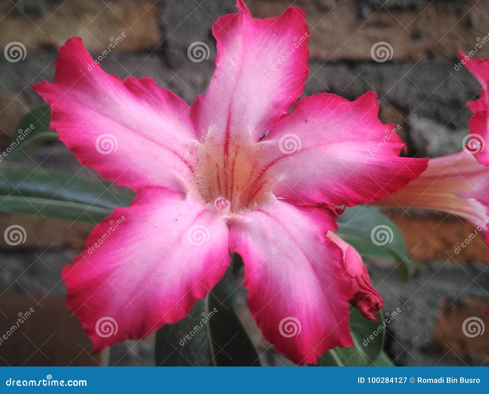 Red Flower front view, stock image. Image of pink, beauty - 100284127