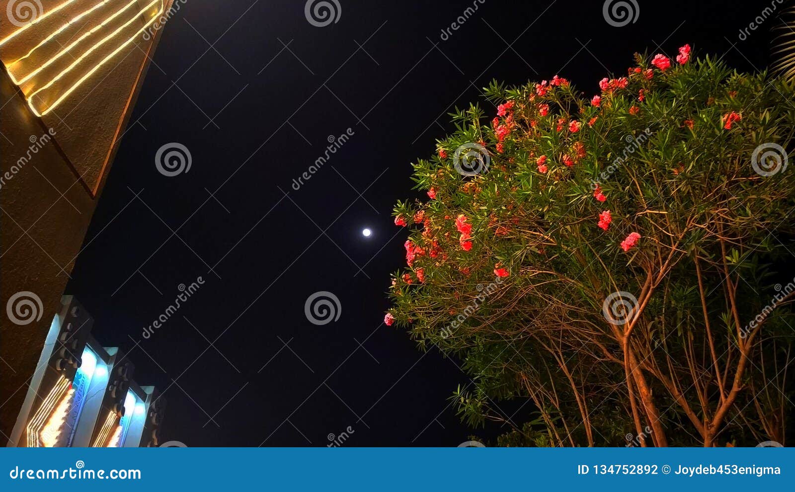 Red flower in full moon stock photo. Image of moon, flower - 134752892