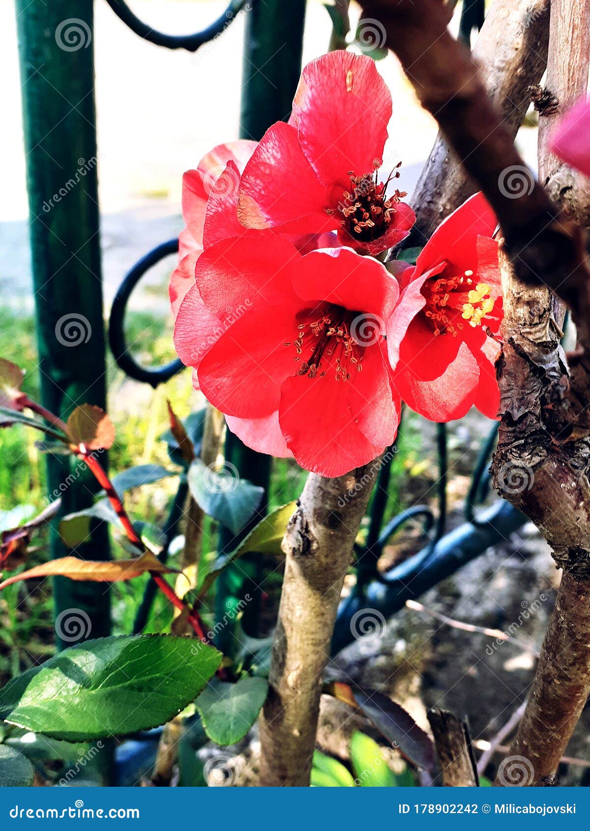 Red flower in the garden stock photo. Image of sunny - 178902242