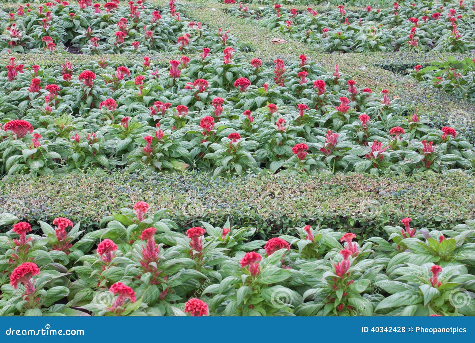 The red flower stock photo. Image of pretty, flora, calm - 40342428