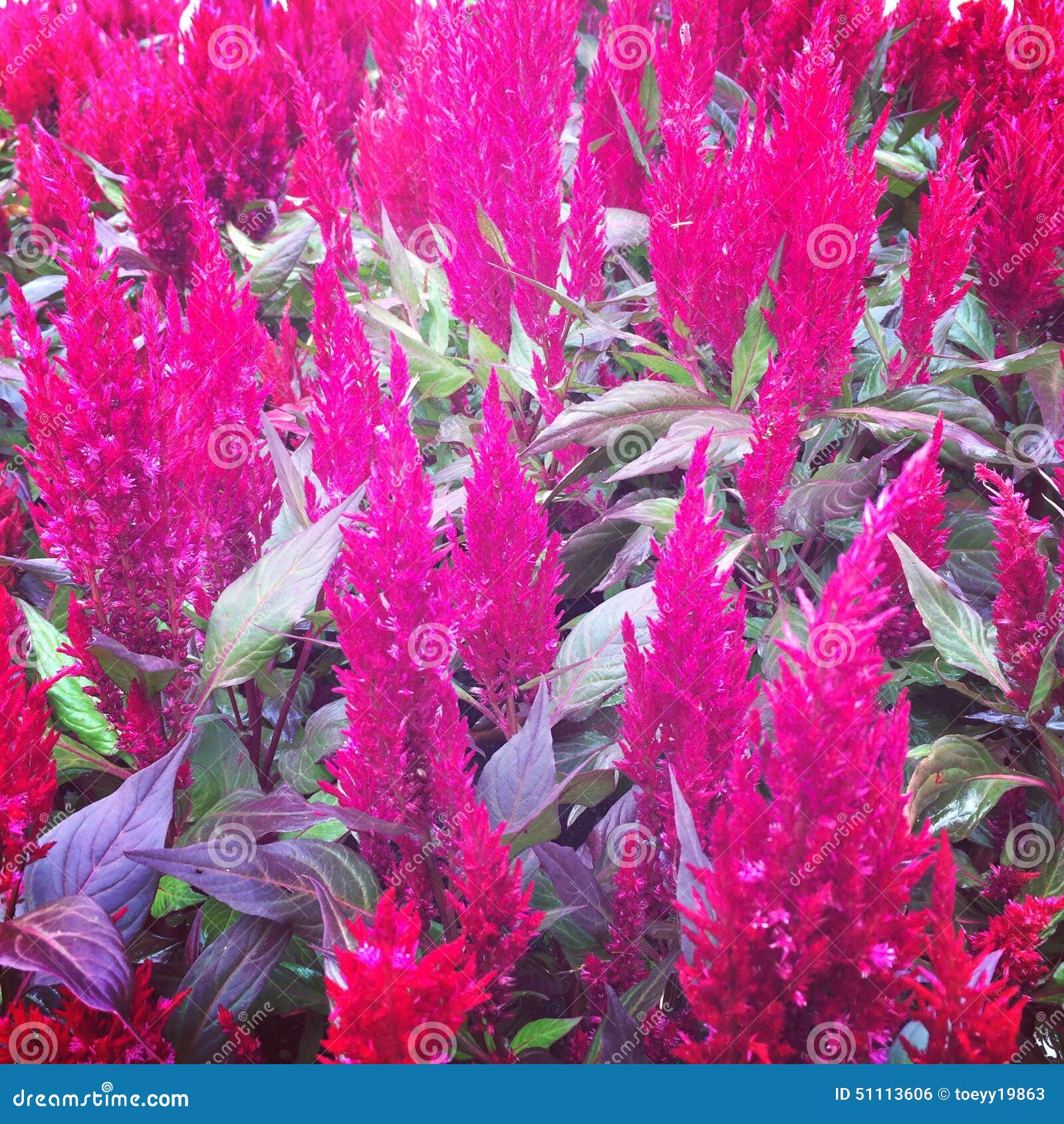 Red flower stock photo. Image of garden, asia, beautiful - 51113606