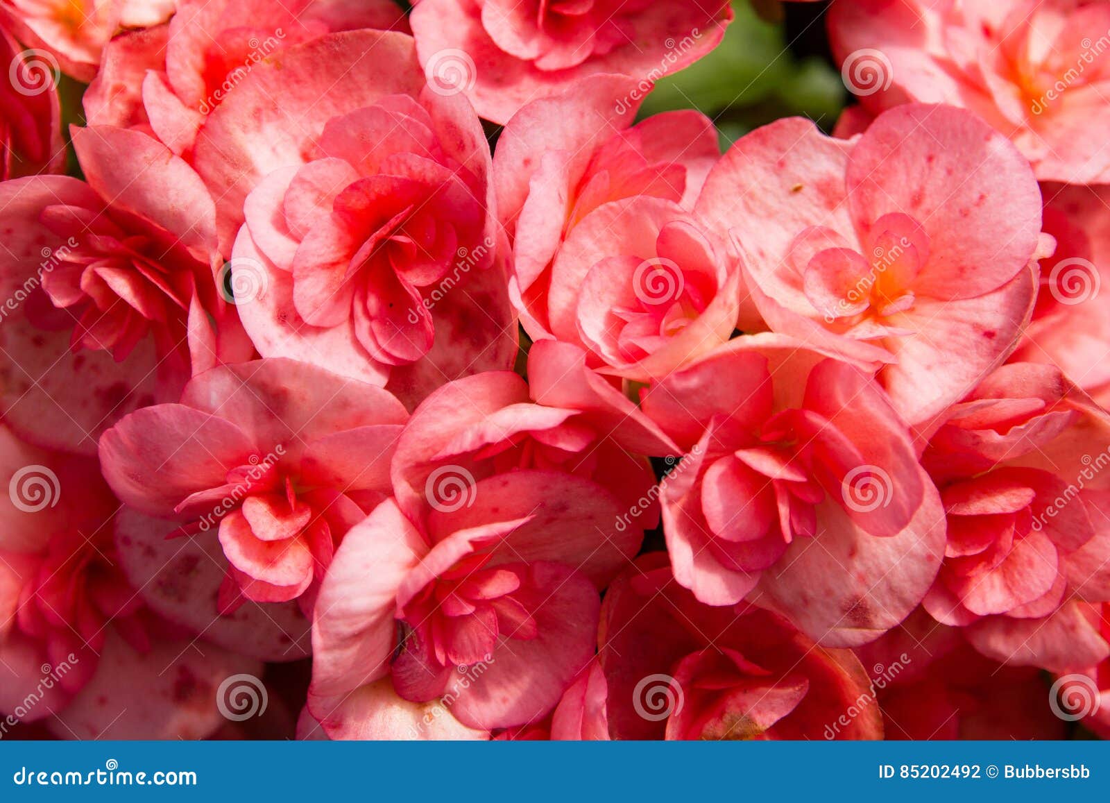 Red flower in the garden. stock photo. Image of beauty - 85202492