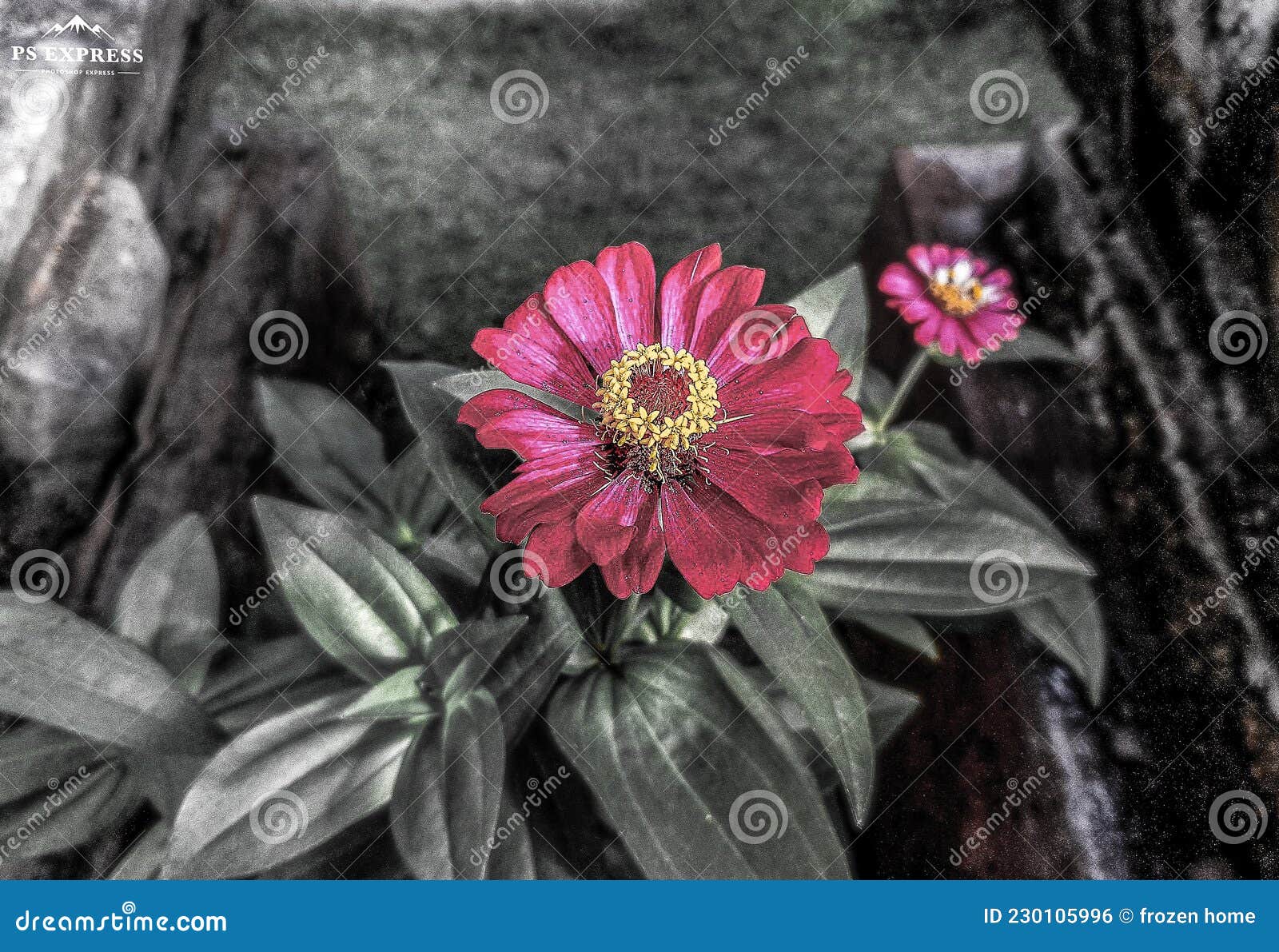 Red flower garden noise stock photo. Image of noise - 230105996