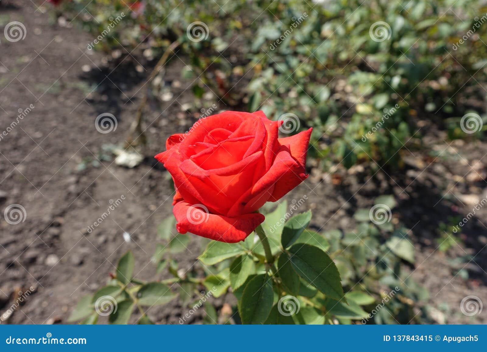 Red Flower of Rose in August Stock Image - Image of florescence, leaf ...