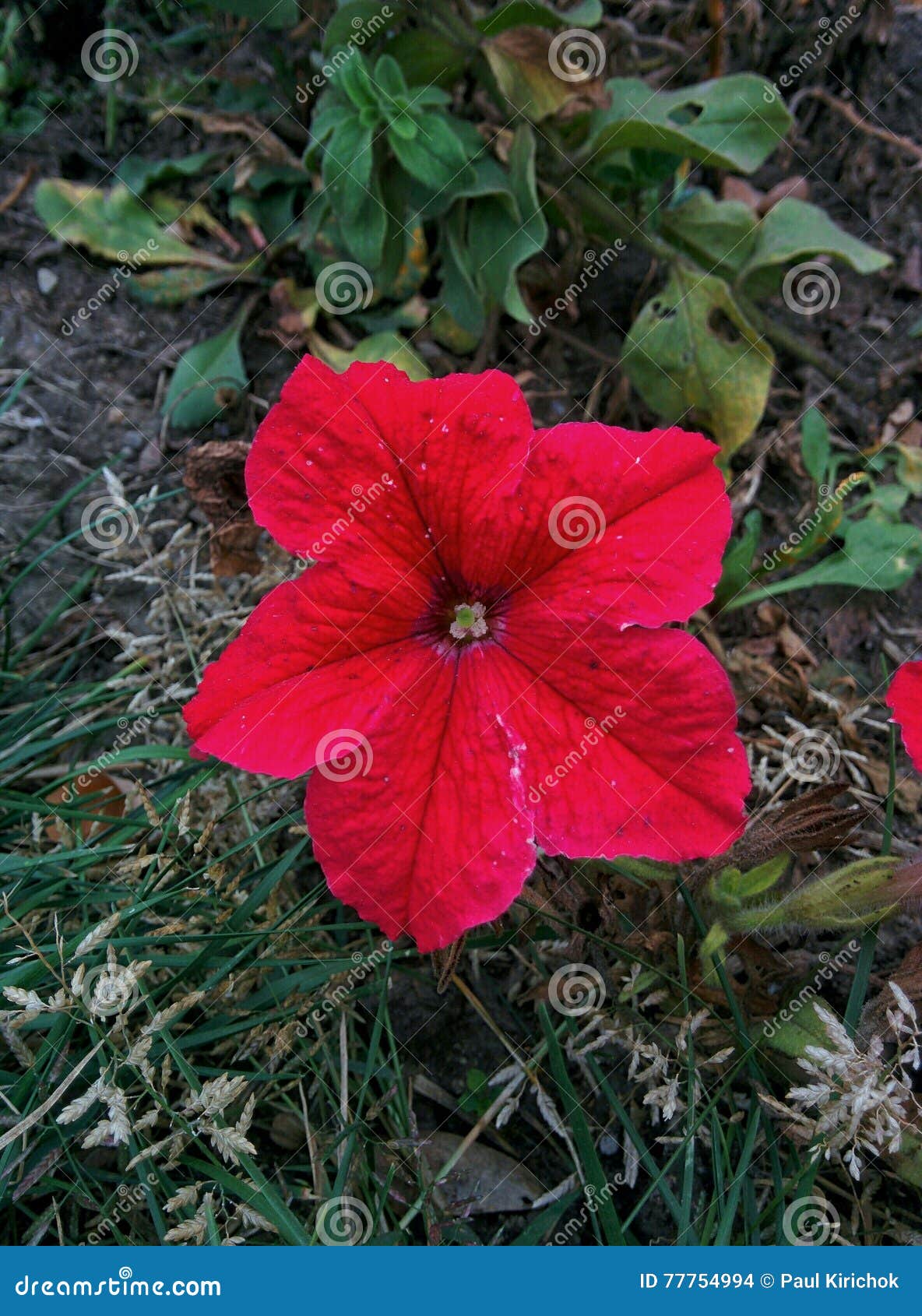 Red flower stock photo. Image of flower, plants, grass - 77754994
