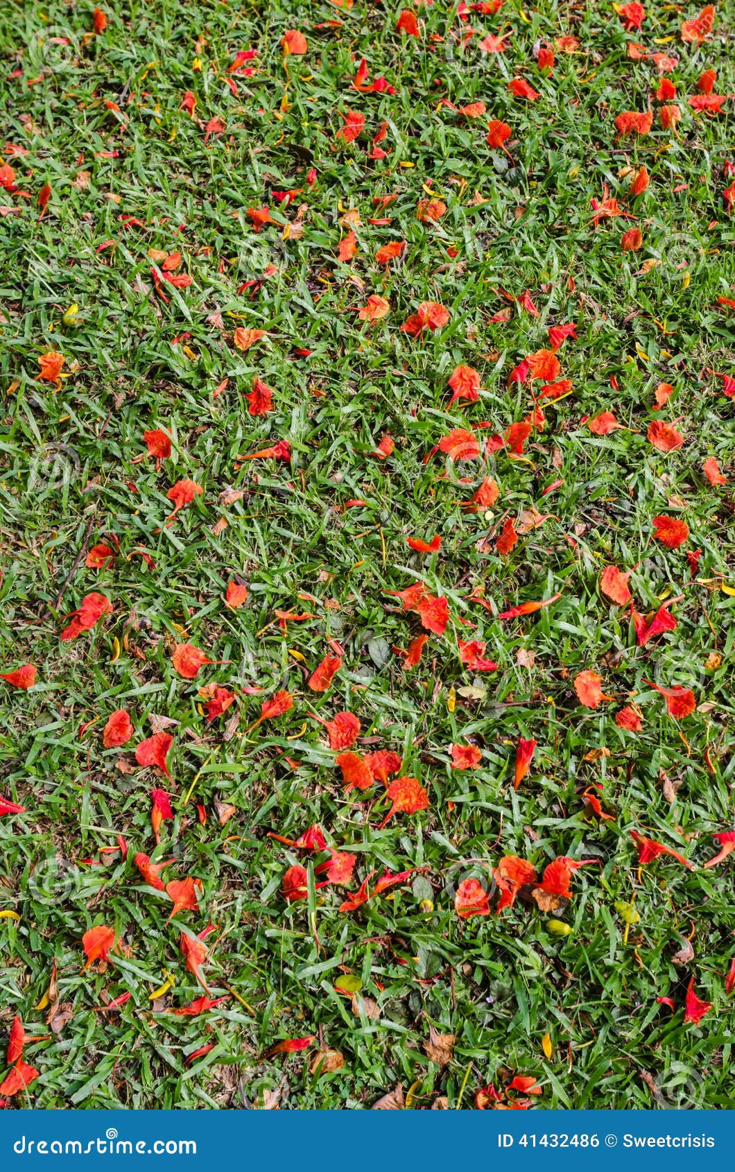 Red flower on grass stock photo. Image of outdoor, summer - 41432486