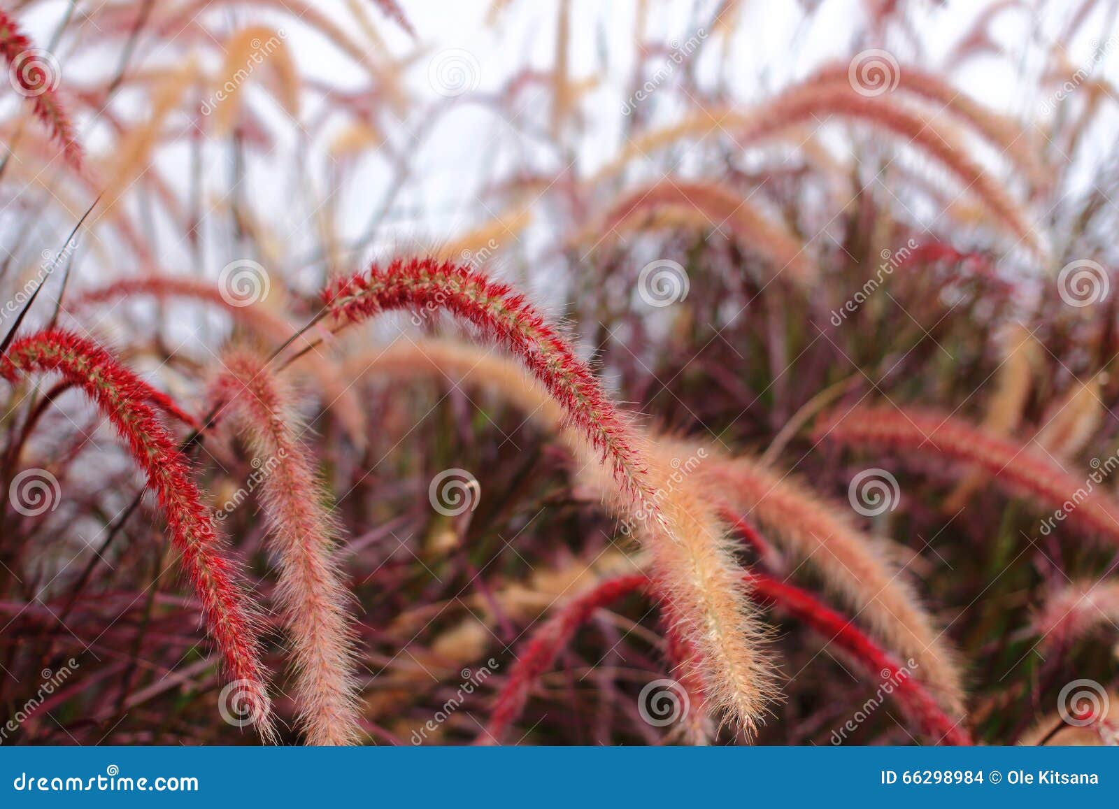 Red flower grass stock photo. Image of beautiful, grass - 66298984