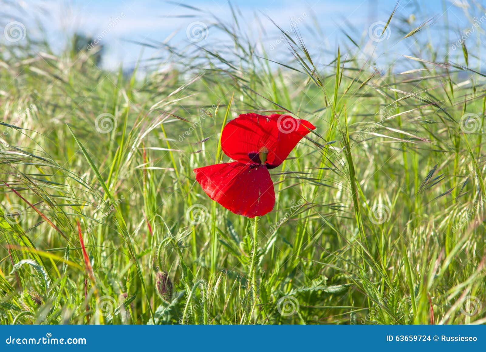 Red flower in the grass stock photo. Image of natural - 63659724