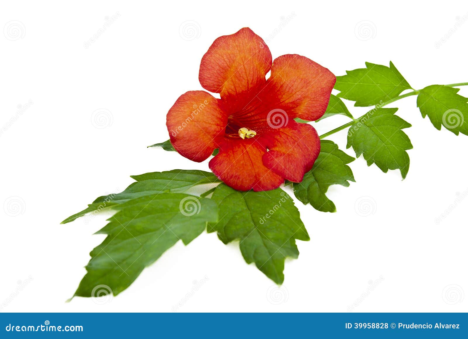 Red flower stock photo. Image of nature, plant, color - 39958828