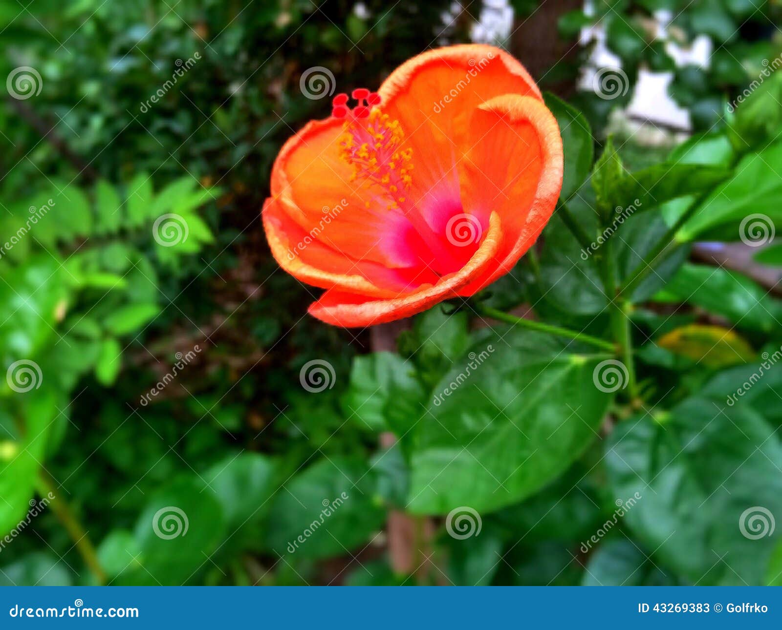 Red flower green nice ture stock image. Image of nice - 43269383