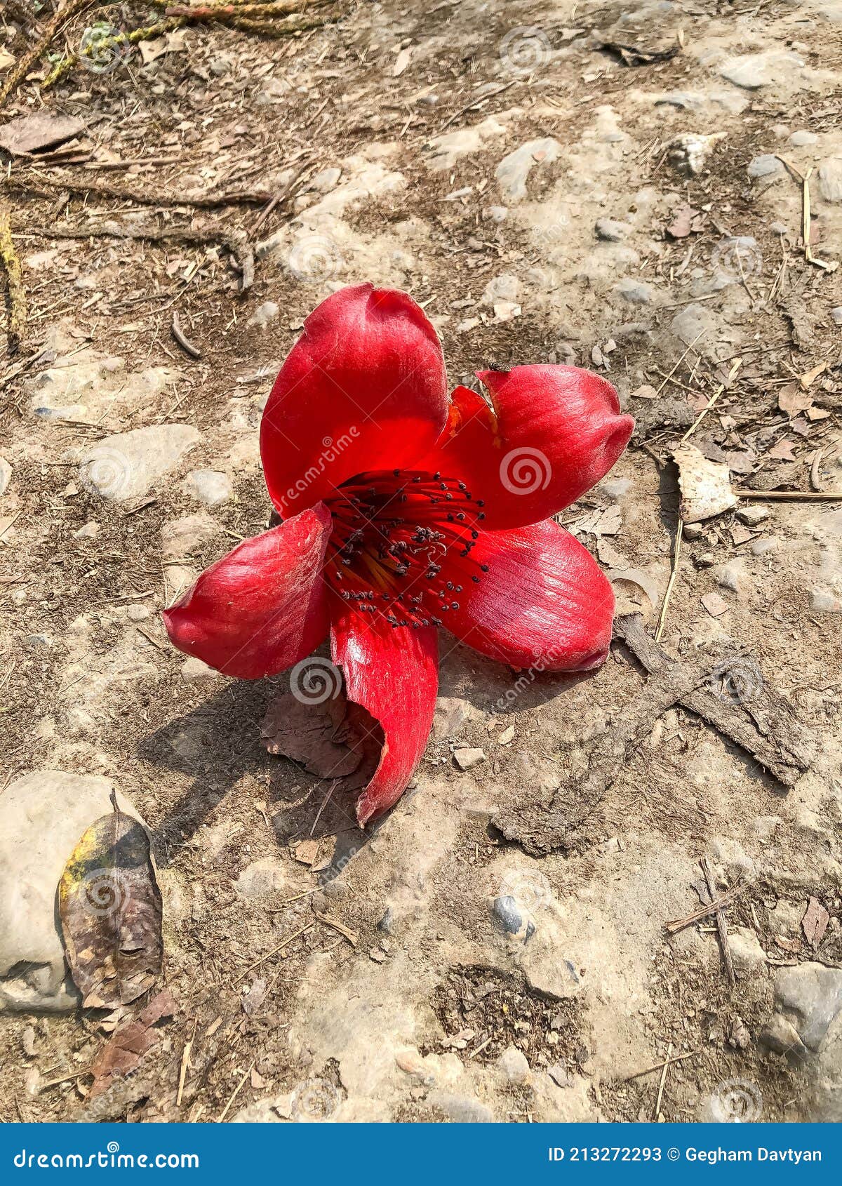 A red flower on the ground stock image. Image of branch - 213272293