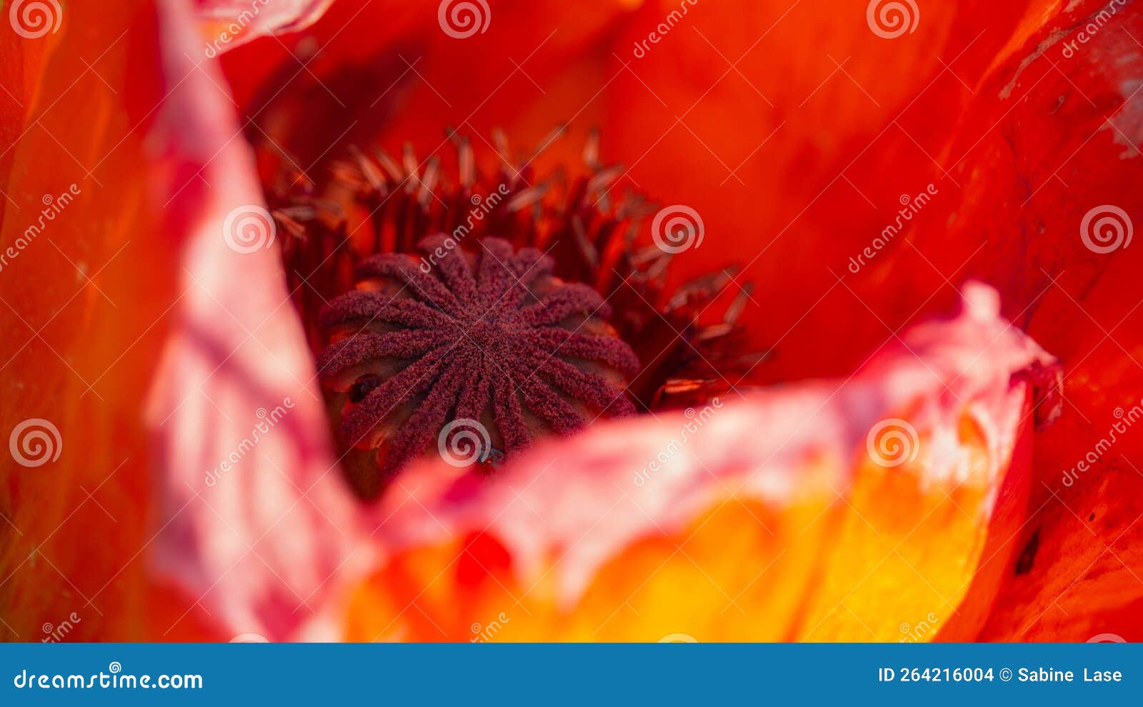 The Red Flower Growing in My Garden Stock Photo - Image of lily ...