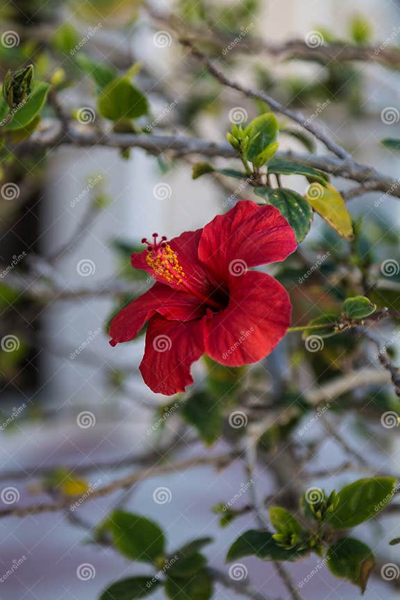 Red Flower Growing on a Tree Stock Photo - Image of leaf, hibiscus ...