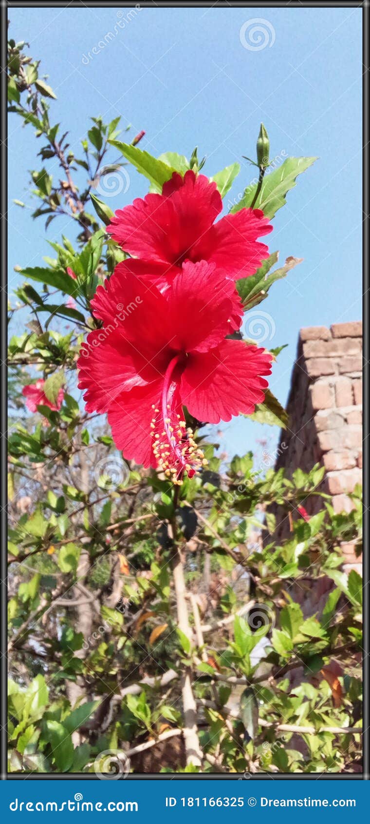 Gudal Stock Photos - Free & Royalty-Free Stock Photos from Dreamstime