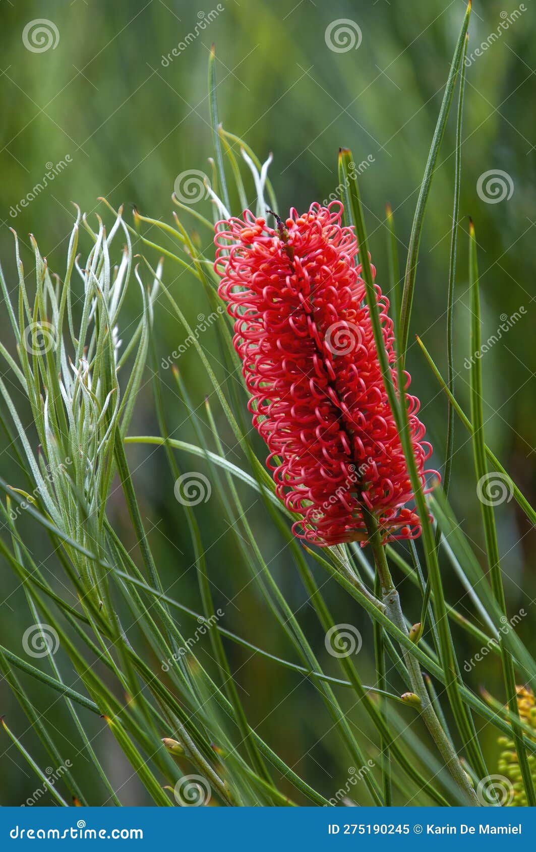 Red Flower of a Hakea Bucculenta Stock Image - Image of background ...