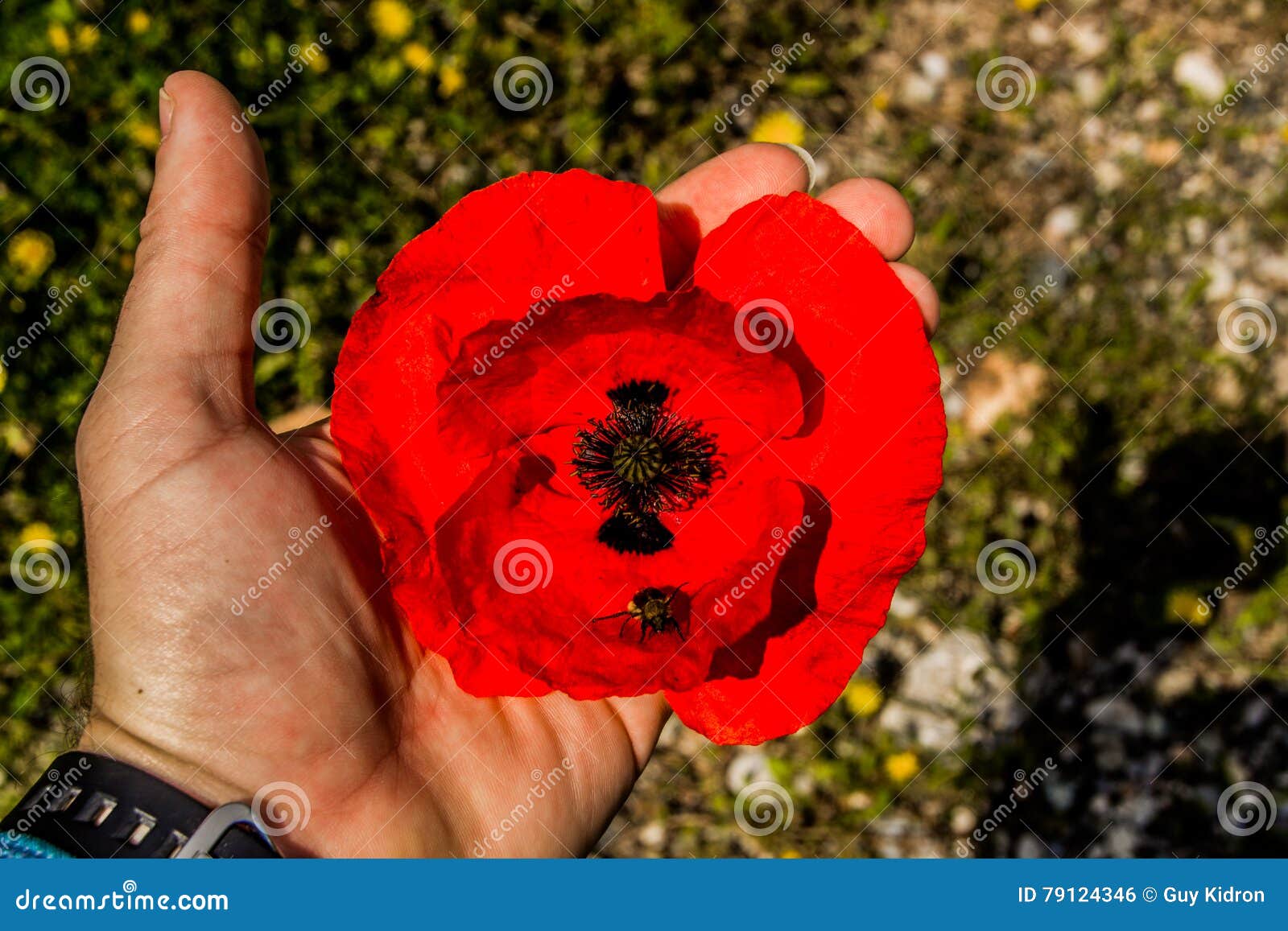 Red flower in hand stock photo. Image of insect, flower - 79124346